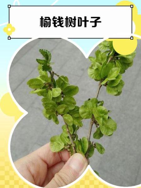 榆钱树叶的功效与作用_榆钱树叶怎么吃最好-第3张图片-山城妙识