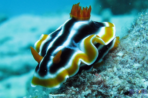 海兔影院中国版怎么下载_海兔影院中国版安全吗-第3张图片-山城妙识