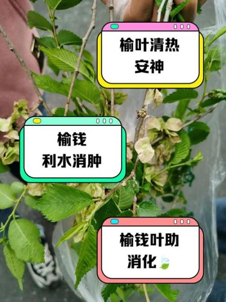 榆钱树叶的功效与作用_榆钱树叶怎么吃最好-第1张图片-山城妙识