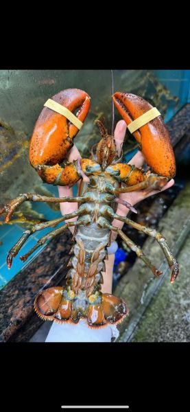 波斯龙虾多少钱一斤_波斯龙虾价格行情-第1张图片-山城妙识