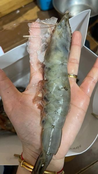 波斯龙虾多少钱一斤_波斯龙虾价格行情-第3张图片-山城妙识