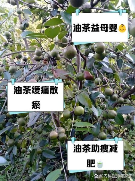 喝油茶有什么好处_油茶的功效与作用-第1张图片-山城妙识