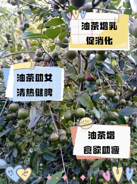 喝油茶有什么好处_油茶的功效与作用-第3张图片-山城妙识