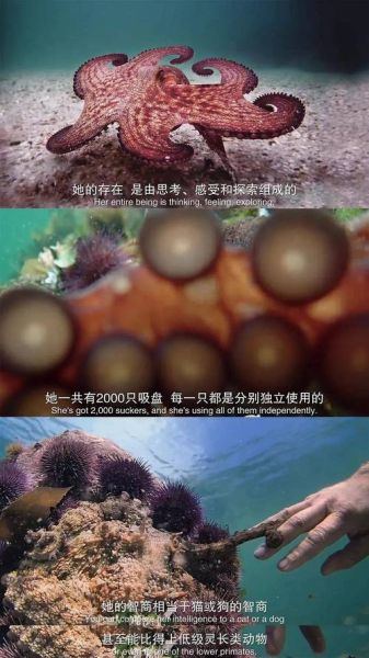 章鱼智商有多高_章鱼智商为什么可怕-第1张图片-山城妙识