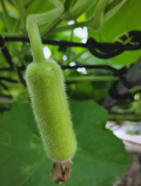 蒲瓜图片大全大图_蒲瓜长什么样-第2张图片-山城妙识