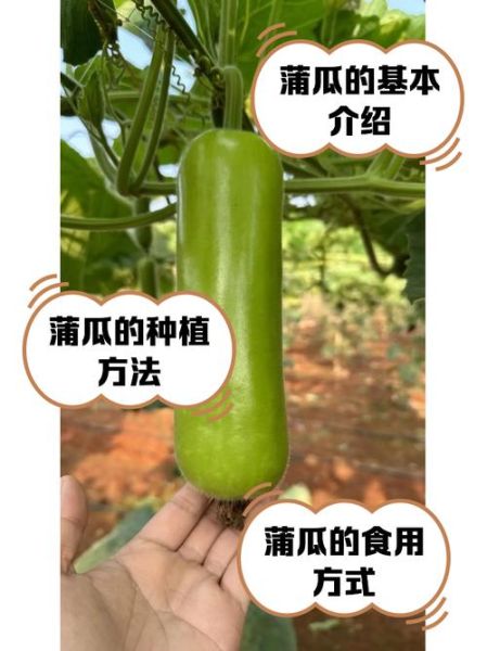 蒲瓜图片大全大图_蒲瓜长什么样-第1张图片-山城妙识