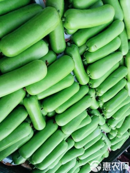 蒲瓜图片大全大图_蒲瓜长什么样-第3张图片-山城妙识