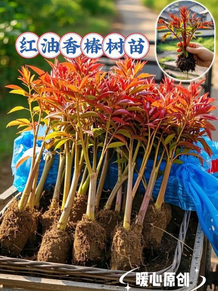 香椿苗基地怎么选_香椿苗多少钱一棵-第3张图片-山城妙识