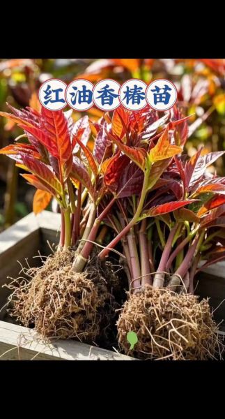 香椿苗基地怎么选_香椿苗多少钱一棵-第2张图片-山城妙识