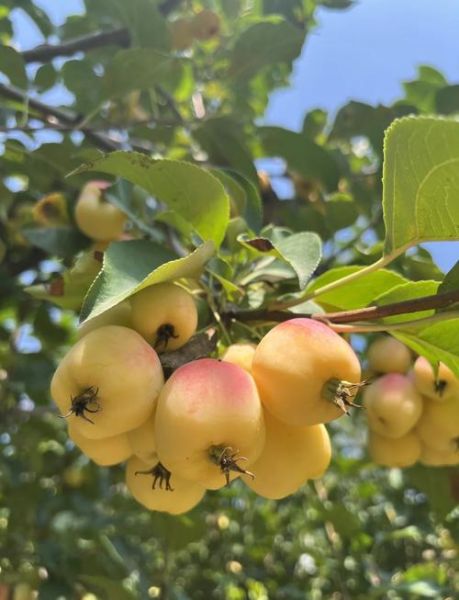 海棠果是苹果吗_海棠果和苹果的区别-第1张图片-山城妙识