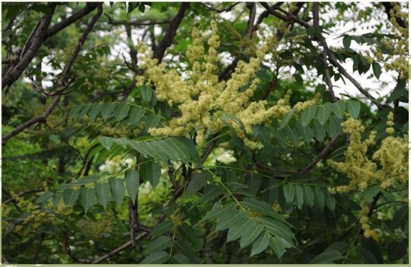 臭椿树籽熬水功效_臭椿树籽熬水能治什么病-第1张图片-山城妙识