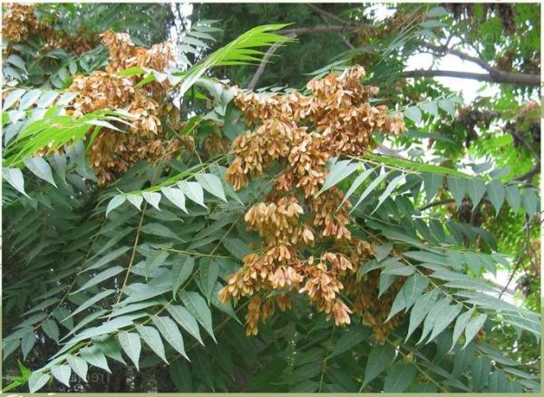 臭椿树籽熬水功效_臭椿树籽熬水能治什么病-第2张图片-山城妙识