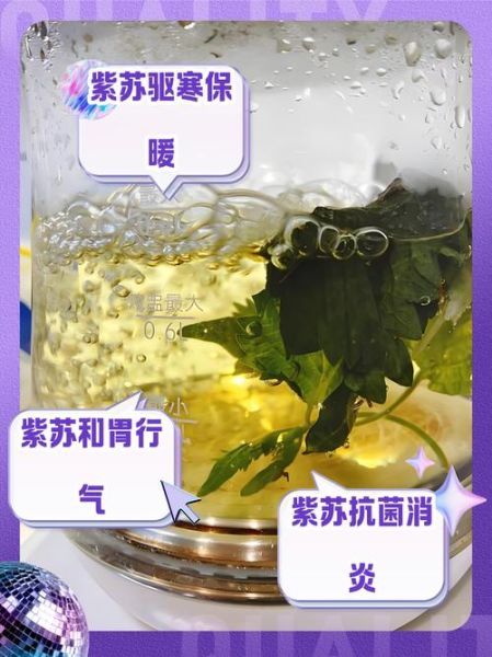 紫苏梗泡水喝的功效_紫苏梗泡水能天天喝吗-第1张图片-山城妙识 紫苏梗泡水喝的功效_紫苏梗泡水能天天喝吗-第1张图片-山城妙识