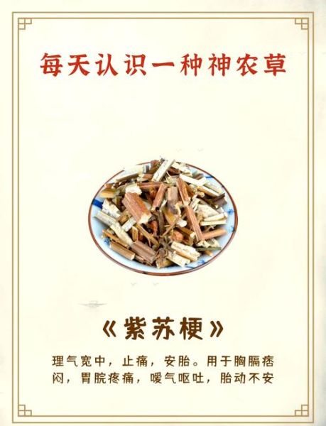 紫苏梗泡水喝的功效_紫苏梗泡水能天天喝吗-第2张图片-山城妙识 紫苏梗泡水喝的功效_紫苏梗泡水能天天喝吗-第2张图片-山城妙识