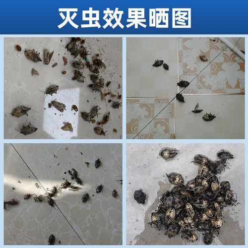 臭椿虫怎么彻底消灭_臭椿虫对人体有害吗-第1张图片-山城妙识 臭椿虫怎么彻底消灭_臭椿虫对人体有害吗-第1张图片-山城妙识