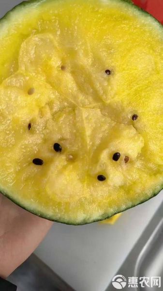 特小凤西瓜多少钱一斤_特小凤西瓜价格行情-第3张图片-山城妙识 特小凤西瓜多少钱一斤_特小凤西瓜价格行情-第3张图片-山城妙识