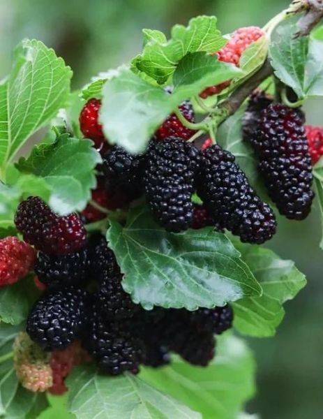 肾阴虚能吃桑葚补肾吗_桑葚补肾效果怎么样-第2张图片-山城妙识