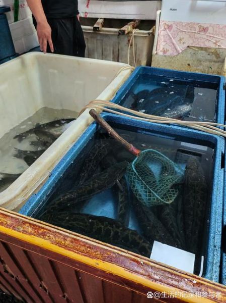 6斤黑鱼多少钱一斤_黑鱼价格怎么算-第3张图片-山城妙识