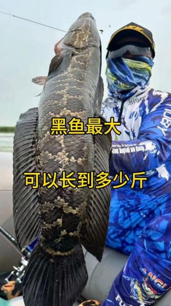 6斤黑鱼多少钱一斤_黑鱼价格怎么算-第1张图片-山城妙识