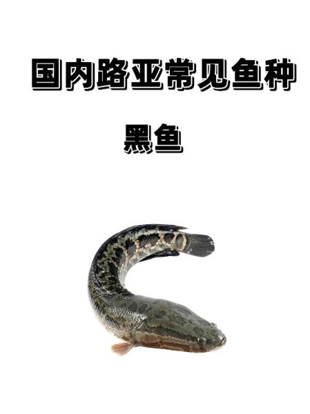 6斤黑鱼多少钱一斤_黑鱼价格怎么算-第2张图片-山城妙识