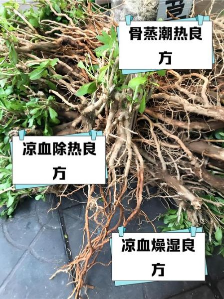 地骨皮的功效与作用及禁忌_哪些人不能吃-第3张图片-山城妙识 地骨皮的功效与作用及禁忌_哪些人不能吃-第3张图片-山城妙识