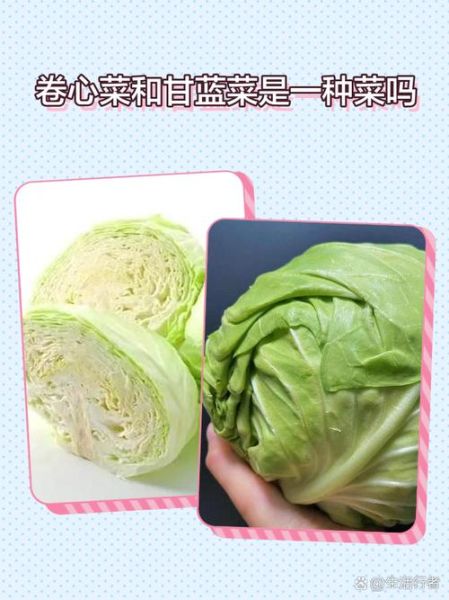 圆白菜和绿甘蓝的区别_哪个更好吃-第3张图片-山城妙识