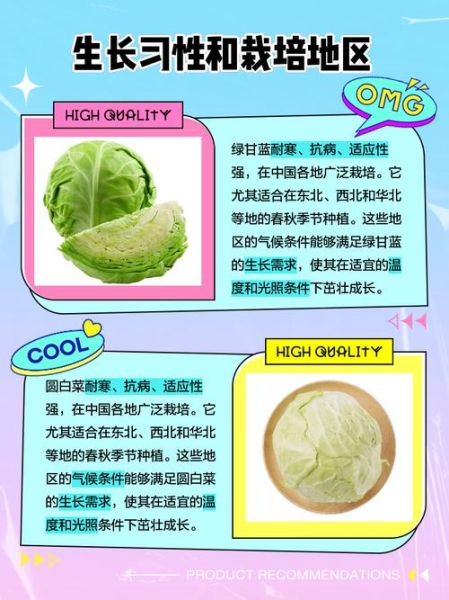圆白菜和绿甘蓝的区别_哪个更好吃-第1张图片-山城妙识