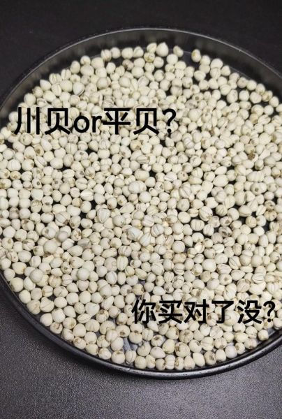 贝母长什么样子_川贝母与平贝母的区别-第2张图片-山城妙识 贝母长什么样子_川贝母与平贝母的区别-第2张图片-山城妙识