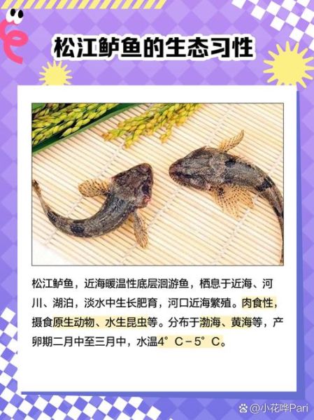 松江鲈鱼产自哪里_松江鲈鱼产地详解-第1张图片-山城妙识 松江鲈鱼产自哪里_松江鲈鱼产地详解-第1张图片-山城妙识