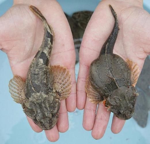 松江鲈鱼产自哪里_松江鲈鱼产地详解-第2张图片-山城妙识 松江鲈鱼产自哪里_松江鲈鱼产地详解-第2张图片-山城妙识