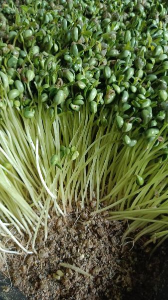 豆苗图片怎么拍_豆苗高清图哪里找-第2张图片-山城妙识 豆苗图片怎么拍_豆苗高清图哪里找-第2张图片-山城妙识