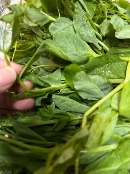 豆苗图片怎么拍_豆苗高清图哪里找-第3张图片-山城妙识 豆苗图片怎么拍_豆苗高清图哪里找-第3张图片-山城妙识