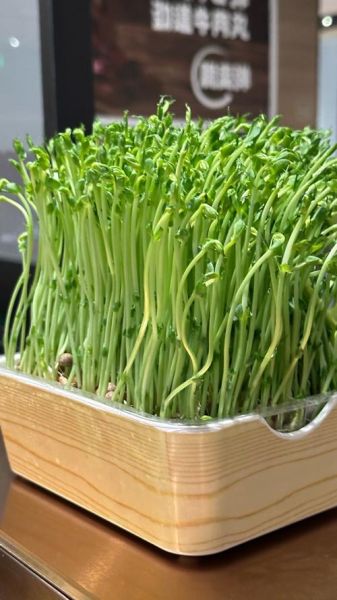 豆苗图片怎么拍_豆苗高清图哪里找-第1张图片-山城妙识 豆苗图片怎么拍_豆苗高清图哪里找-第1张图片-山城妙识