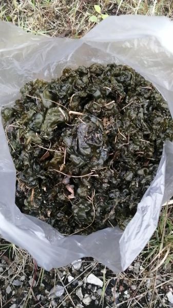 地皮菜干多少钱一斤_哪里买地皮菜干最便宜-第1张图片-山城妙识 地皮菜干多少钱一斤_哪里买地皮菜干最便宜-第1张图片-山城妙识