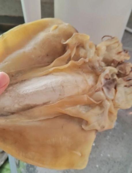 干墨鱼怎么泡发_干墨鱼怎么处理干净-第1张图片-山城妙识 干墨鱼怎么泡发_干墨鱼怎么处理干净-第1张图片-山城妙识