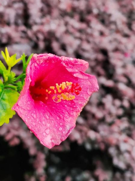 雨露均沾是什么意思_雨露均沾的出处-第2张图片-山城妙识 雨露均沾是什么意思_雨露均沾的出处-第2张图片-山城妙识