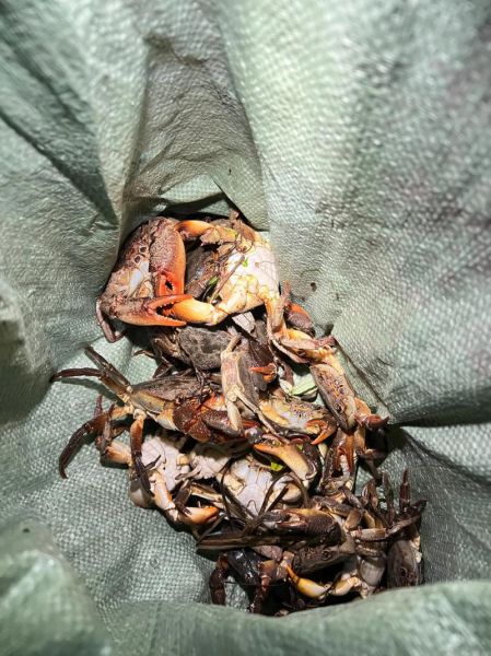 野生螃蟹怎么养_野生螃蟹能养活吗-第1张图片-山城妙识