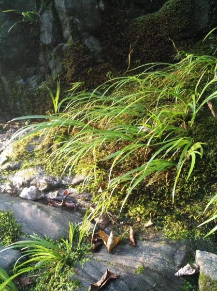 九节菖蒲的功效与作用_九节菖蒲怎么吃效果最好-第1张图片-山城妙识 九节菖蒲的功效与作用_九节菖蒲怎么吃效果最好-第1张图片-山城妙识