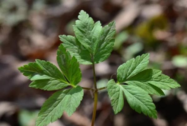 九节菖蒲的功效与作用_九节菖蒲怎么吃效果最好-第2张图片-山城妙识 九节菖蒲的功效与作用_九节菖蒲怎么吃效果最好-第2张图片-山城妙识