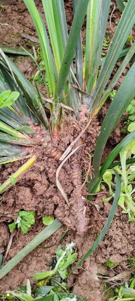 九节菖蒲的功效与作用_九节菖蒲怎么吃效果最好-第3张图片-山城妙识 九节菖蒲的功效与作用_九节菖蒲怎么吃效果最好-第3张图片-山城妙识