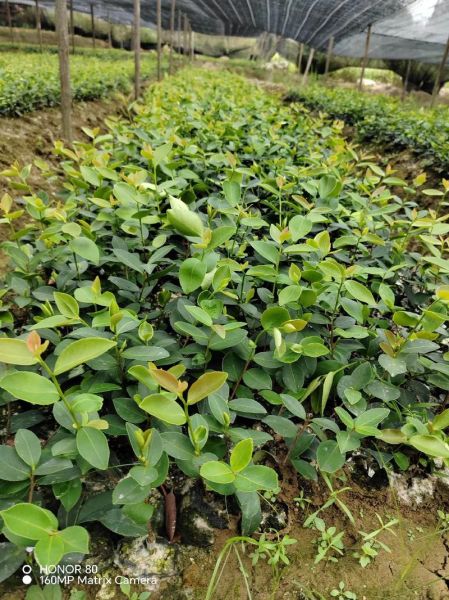 江西油茶基地在哪里_江西油茶基地价格行情-第1张图片-山城妙识