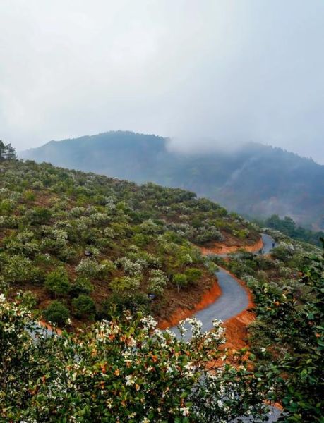 江西油茶基地在哪里_江西油茶基地价格行情-第3张图片-山城妙识