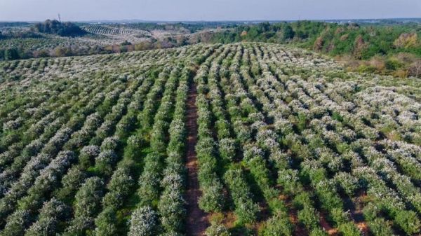 江西油茶基地在哪里_江西油茶基地价格行情-第2张图片-山城妙识