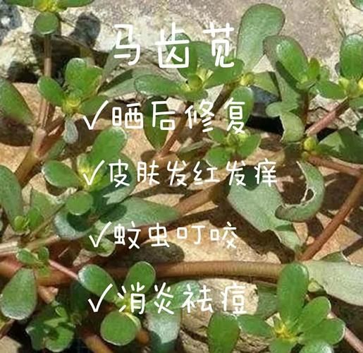 马齿苋治疗皮肤病的方法_马齿苋能治哪些皮肤病-第3张图片-山城妙识