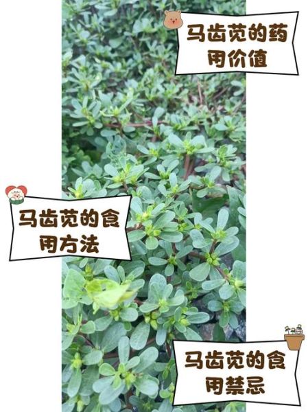 马齿苋治疗皮肤病的方法_马齿苋能治哪些皮肤病-第2张图片-山城妙识