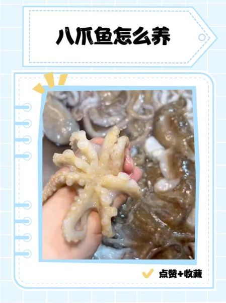 八爪鱼爬虫怎么用_八爪鱼爬虫收费吗-第2张图片-山城妙识