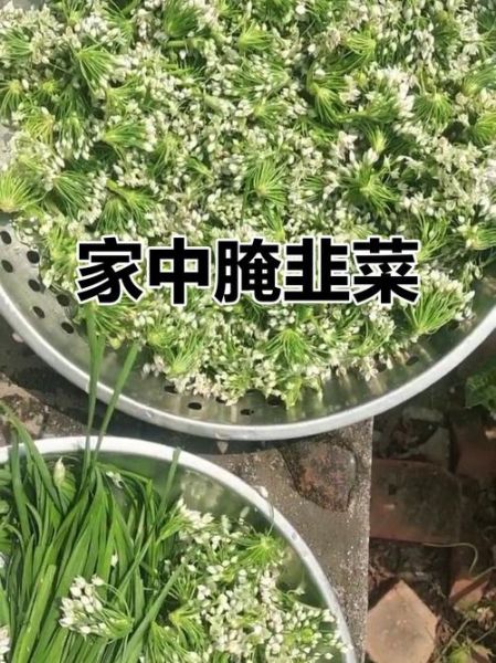 腌制韭菜花用不用放酒_韭菜花腌多久能熟-第3张图片-山城妙识