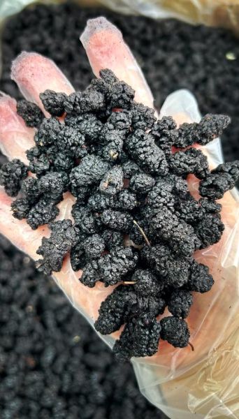 桑葚干一天吃多少合适_桑葚干怎么吃效果最好-第2张图片-山城妙识 桑葚干一天吃多少合适_桑葚干怎么吃效果最好-第2张图片-山城妙识