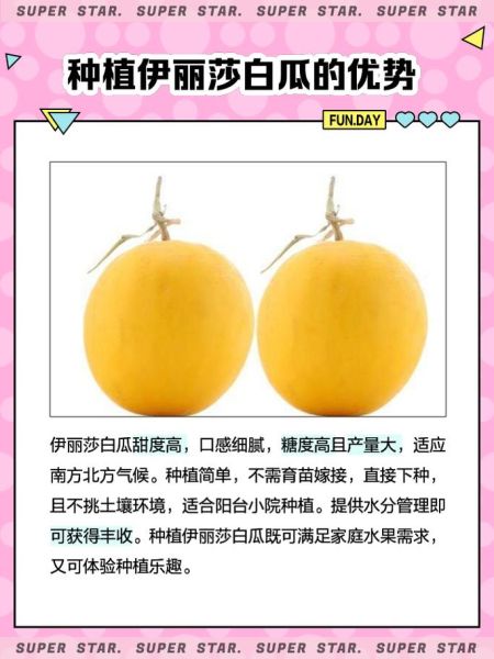 伊丽莎白瓜多少钱一斤_伊丽莎白瓜价格行情-第3张图片-山城妙识 伊丽莎白瓜多少钱一斤_伊丽莎白瓜价格行情-第3张图片-山城妙识