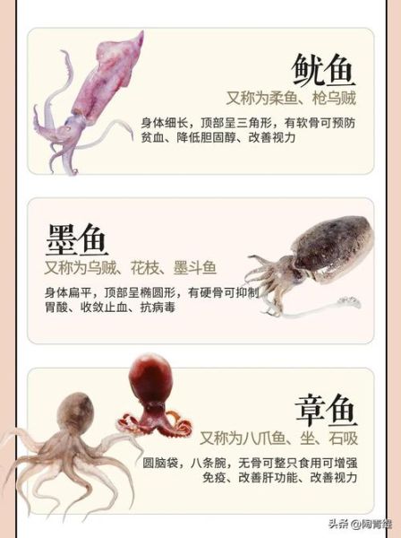 章鱼和鱿鱼的区别图片_章鱼鱿鱼怎么区分-第2张图片-山城妙识 章鱼和鱿鱼的区别图片_章鱼鱿鱼怎么区分-第2张图片-山城妙识
